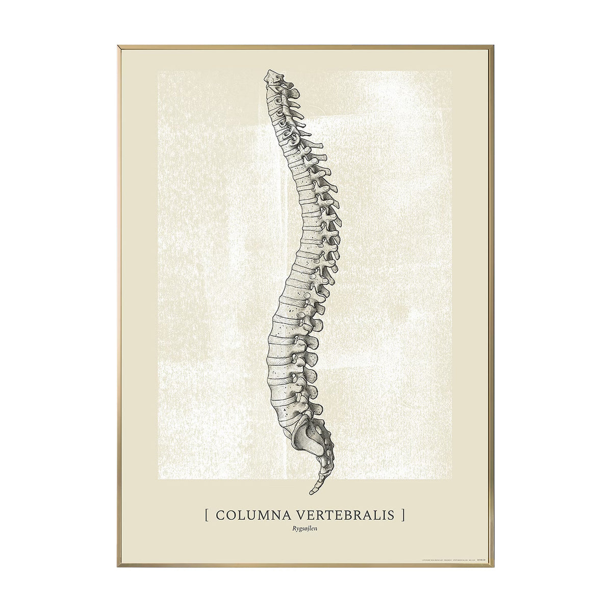 Anatomisk kunstplakat (Anatomiplakat) (50 x 70 cm) – AcupunctureShop