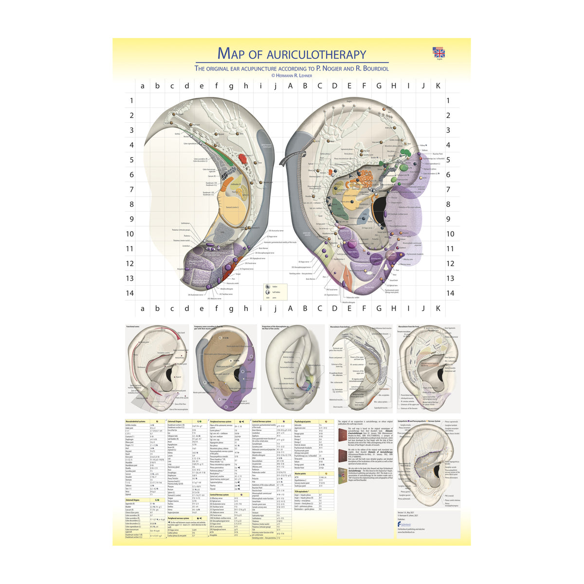 Auriculotherapy (59,4 x 84,1 cm) – AcupunctureShop