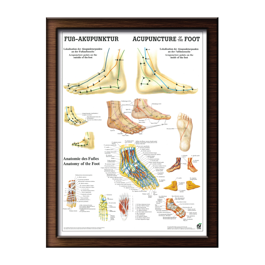 Acupuncture of the Foot (24 x 34 cm) (Akupunkturplakat) – AcupunctureShop