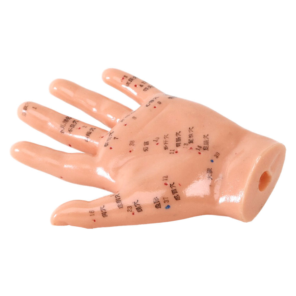 Akupunktur-model: Hånd (13,5 cm) – AcupunctureShop